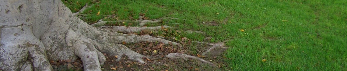 Dealing with exposed Tree roots - Berts Tree Service - Kingston Tree ...